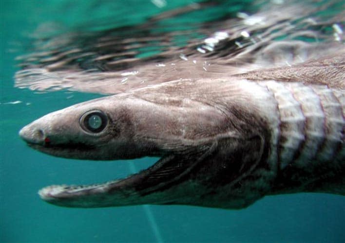 Diepzeehaai kortstondig in Japans aquarium | de Volkskrant
