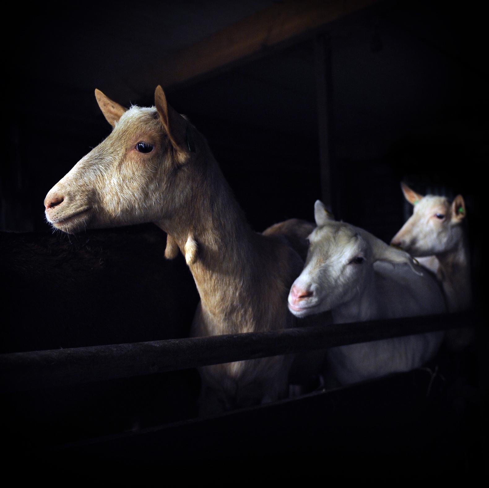 Ik ben helemaal voor een betere relatie tussen boeren en burgers. Maar ...
