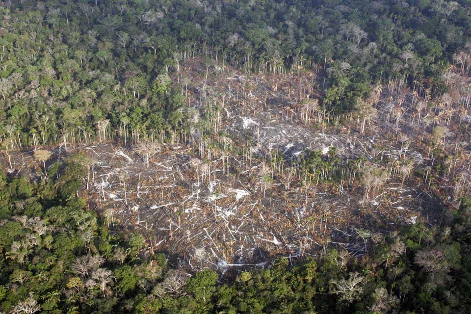 Bosherstel in Amazone werkt averechts | de Volkskrant