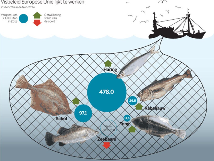 Dankzij quota gaat het onverwacht goed met de vis | de Volkskrant