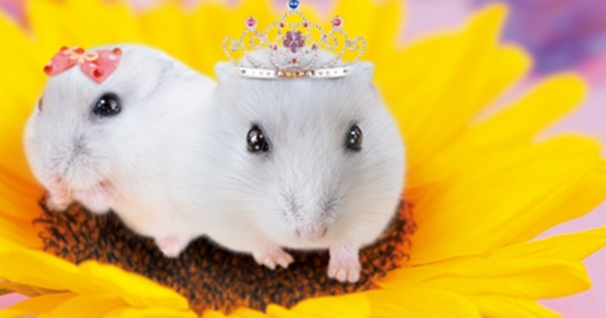 Games: een virtueel alternatief van Nintendo voor zaagsel en hamsterkeutels | de Volkskrant