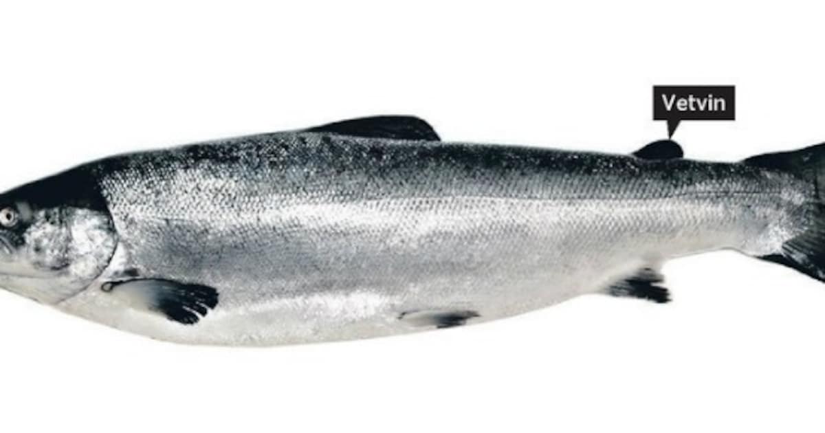 Vis heeft schijnbaar nutteloze vetvin toch niet voor niets | de Volkskrant