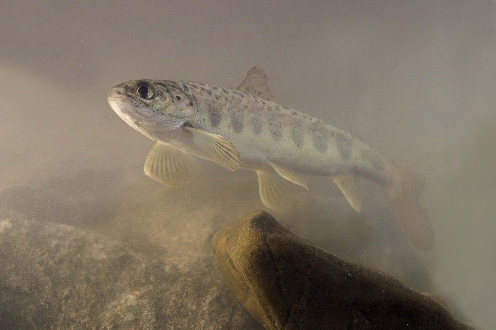 Elke zalm die zijn levenscyclus voltooit, levert een wereldprestatie ...