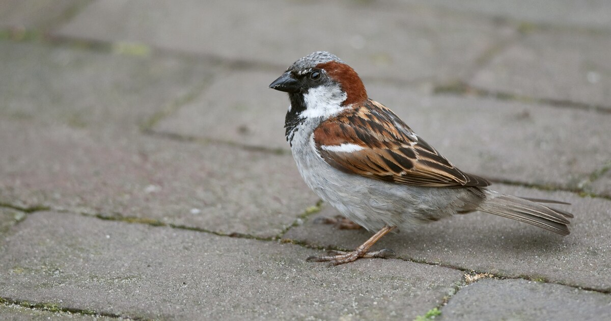 Mus en spreeuw haken af, reiger en buizerd rukken op | de Volkskrant