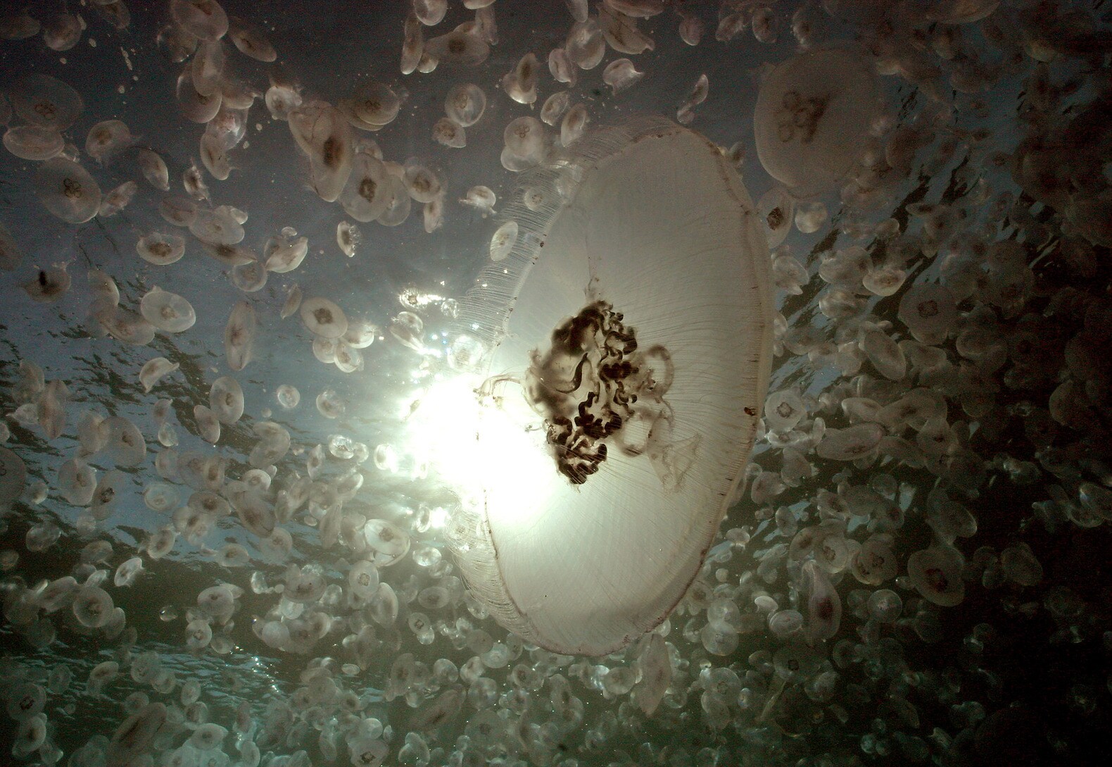 Kwallenplagen worden veroorzaakt door de mens | de Volkskrant