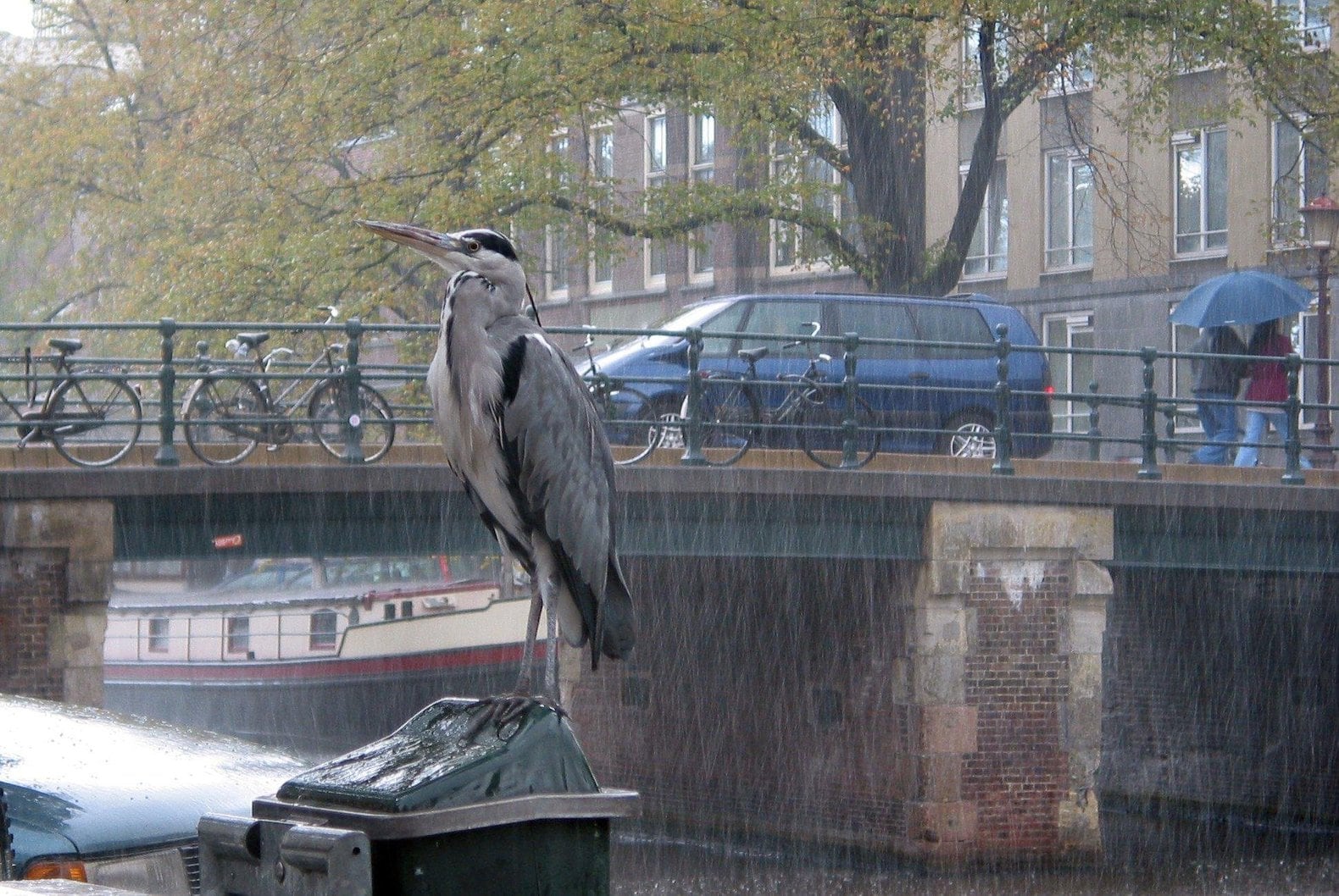 De blauwe reiger, een oppurtunist en individualist | de Volkskrant