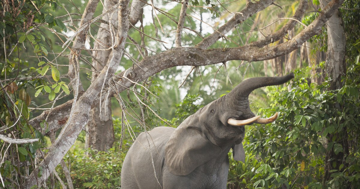 Olifantenstropers zijn geen gewone jongens meer | de Volkskrant