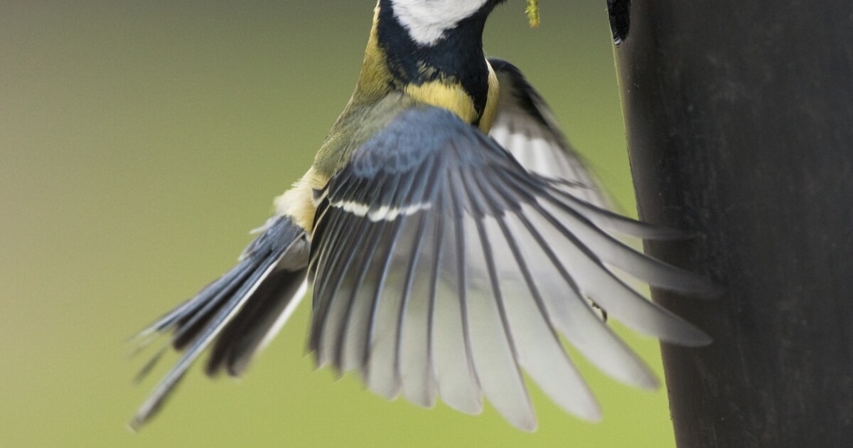 Koolmees is een sociaal dier | de Volkskrant