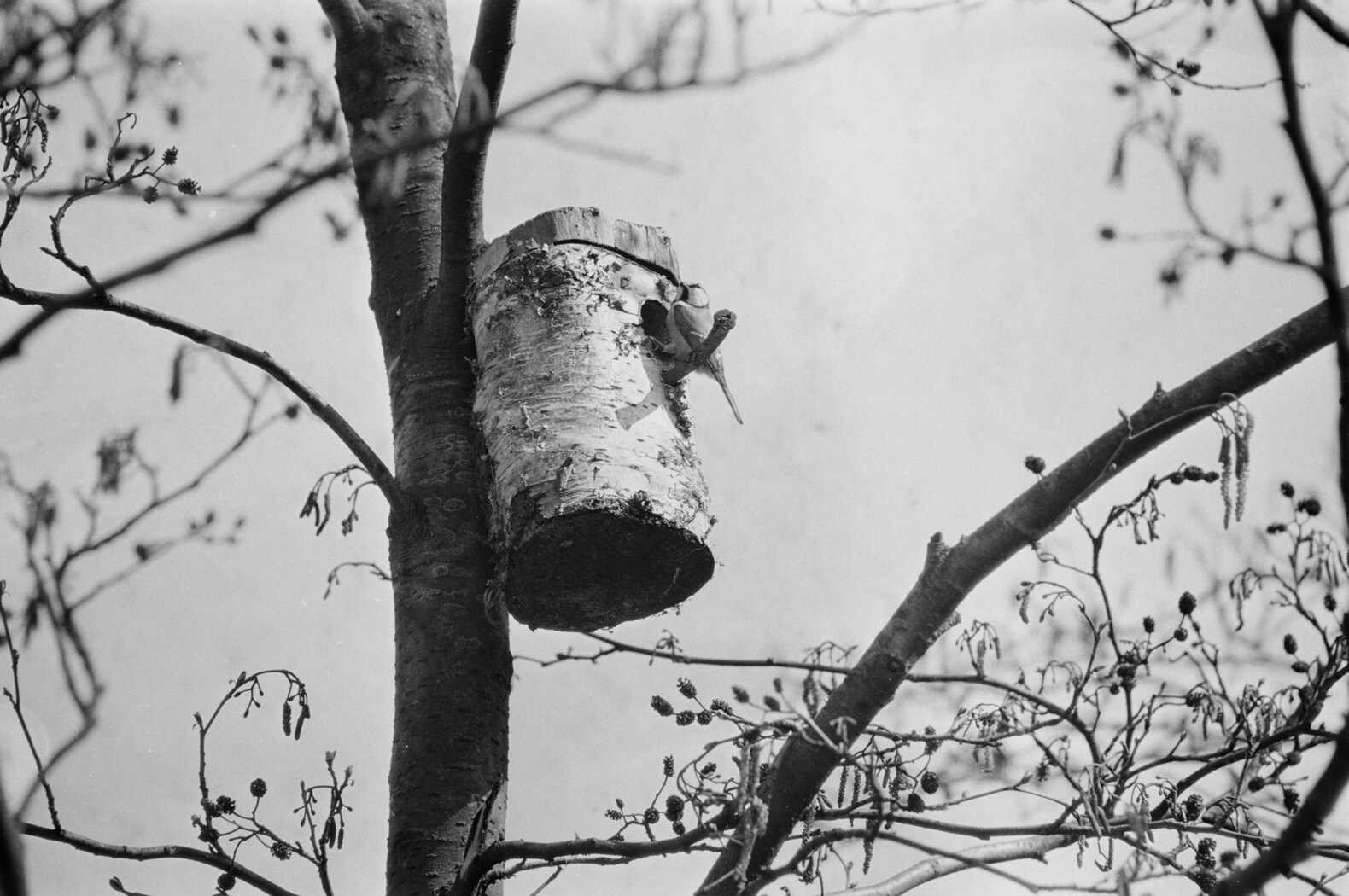 Koolmees is een sociaal dier | de Volkskrant