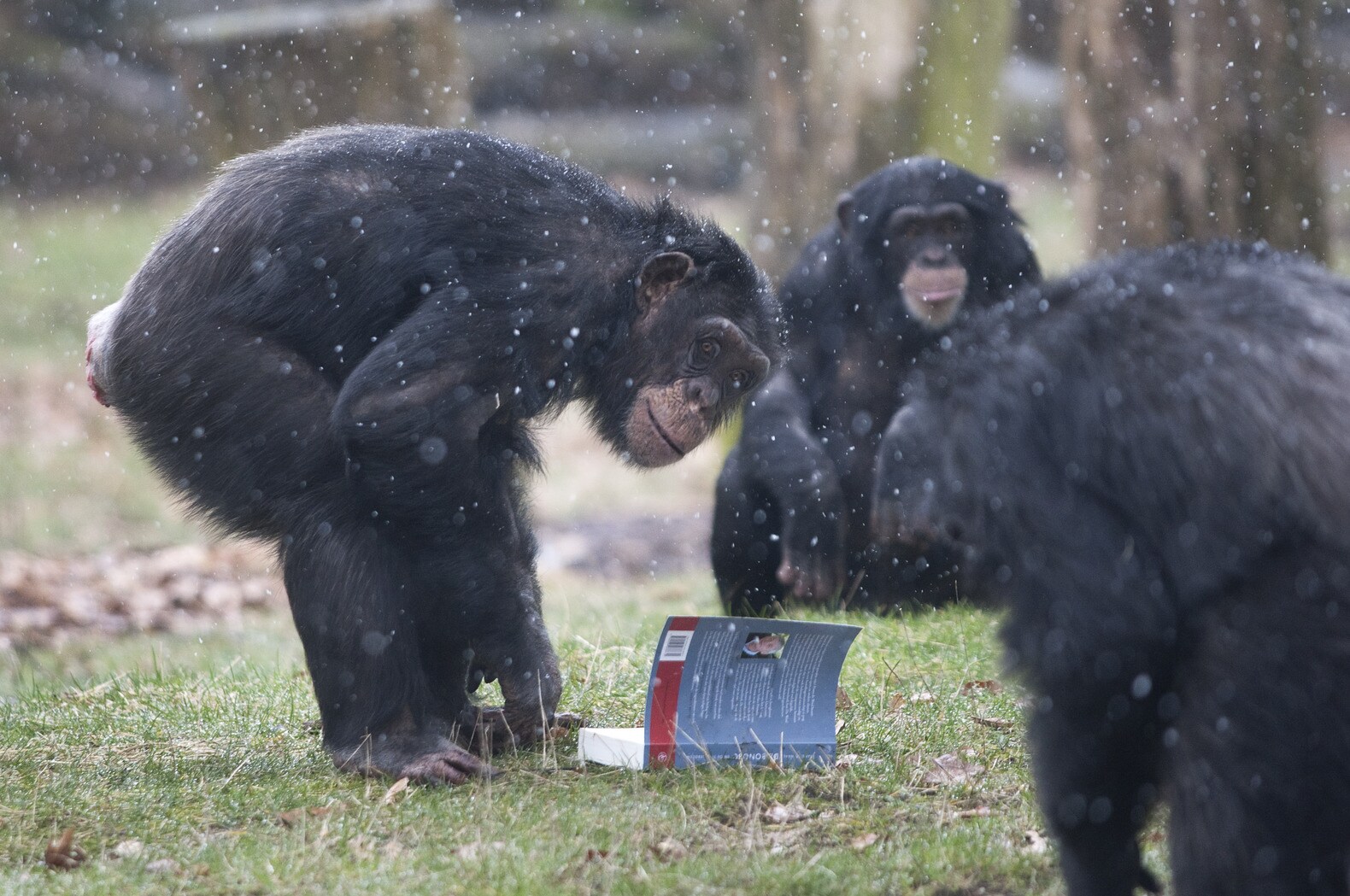 Mensen zijn beesten | de Volkskrant