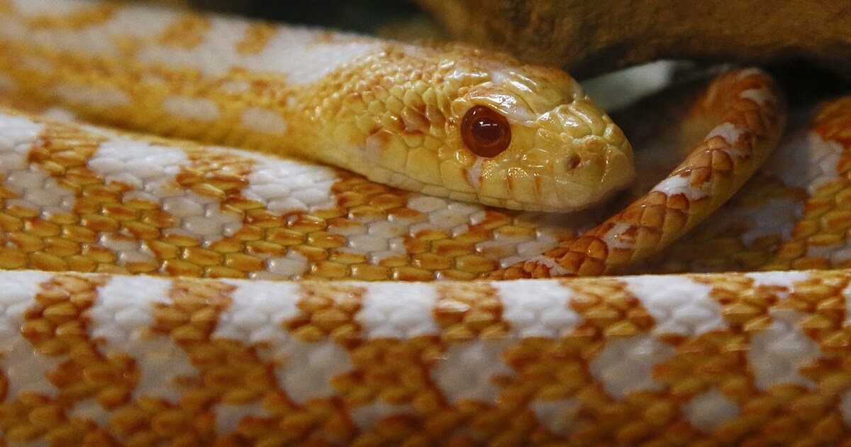 'Slang geen hagedis zonder poten' | de Volkskrant