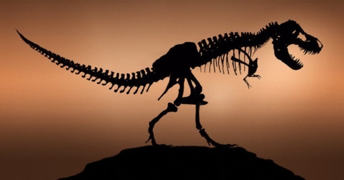 Hoe Nederland aan een T. rex kwam | de Volkskrant