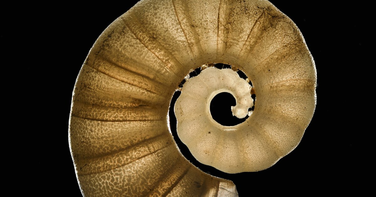 Het groeien van een schelp is nu live op scherm te volgen | de Volkskrant