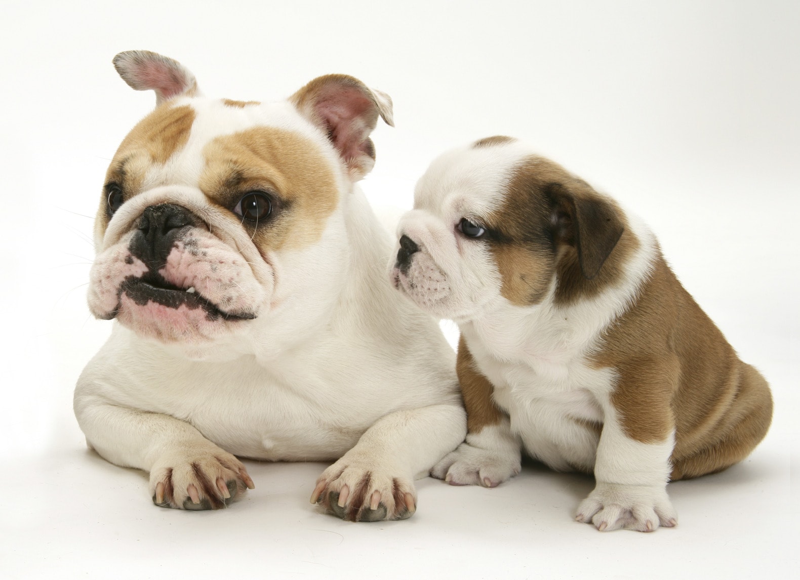 Verbied fokken met zieke dieren | de Volkskrant