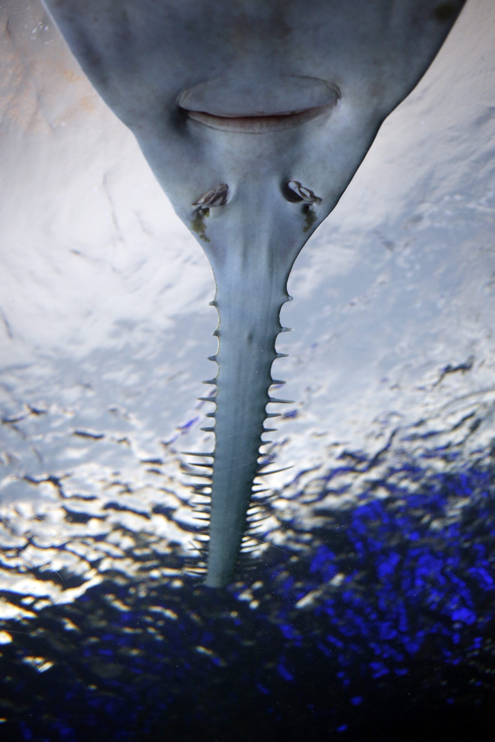 'Voorplanting zonder seks komt vaker voor dan wordt aangenomen' | de ...