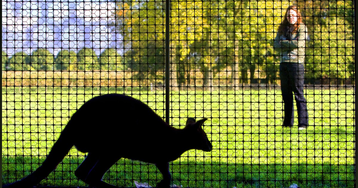 De meeste mensen zijn rechts, de meeste kangoeroes links | de Volkskrant