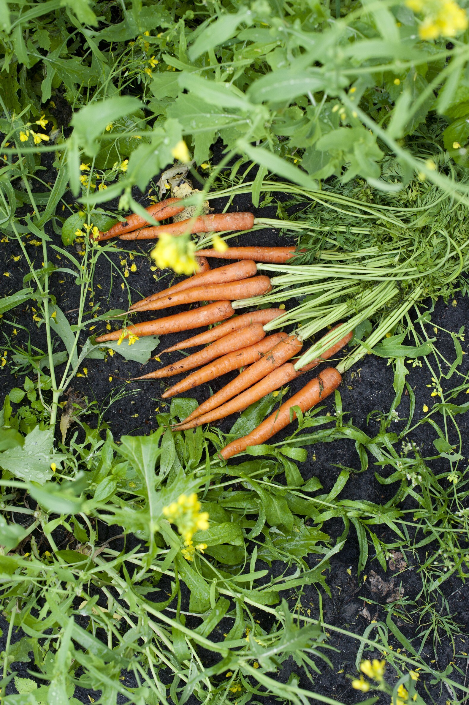 Ontketen een voedselrevolutie: teel je eigen groente en fruit | de ...