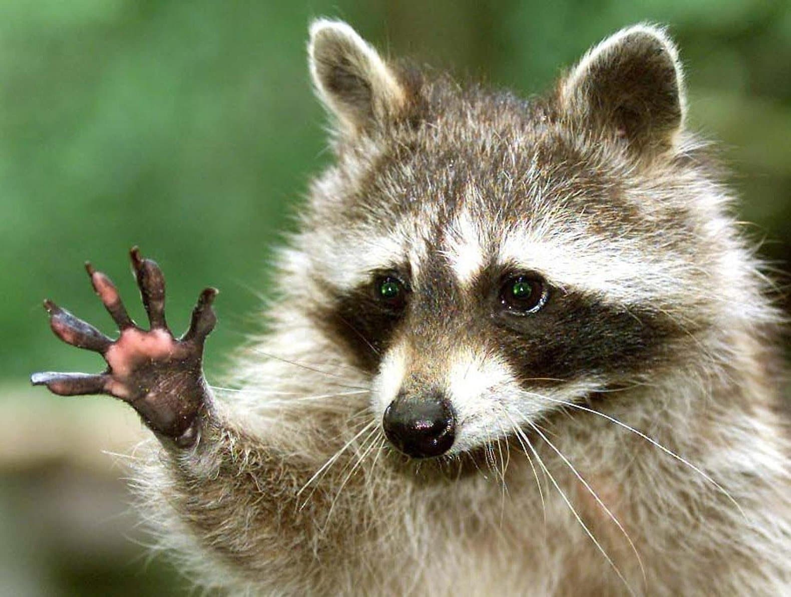 Het geheim van het stadsdier | de Volkskrant