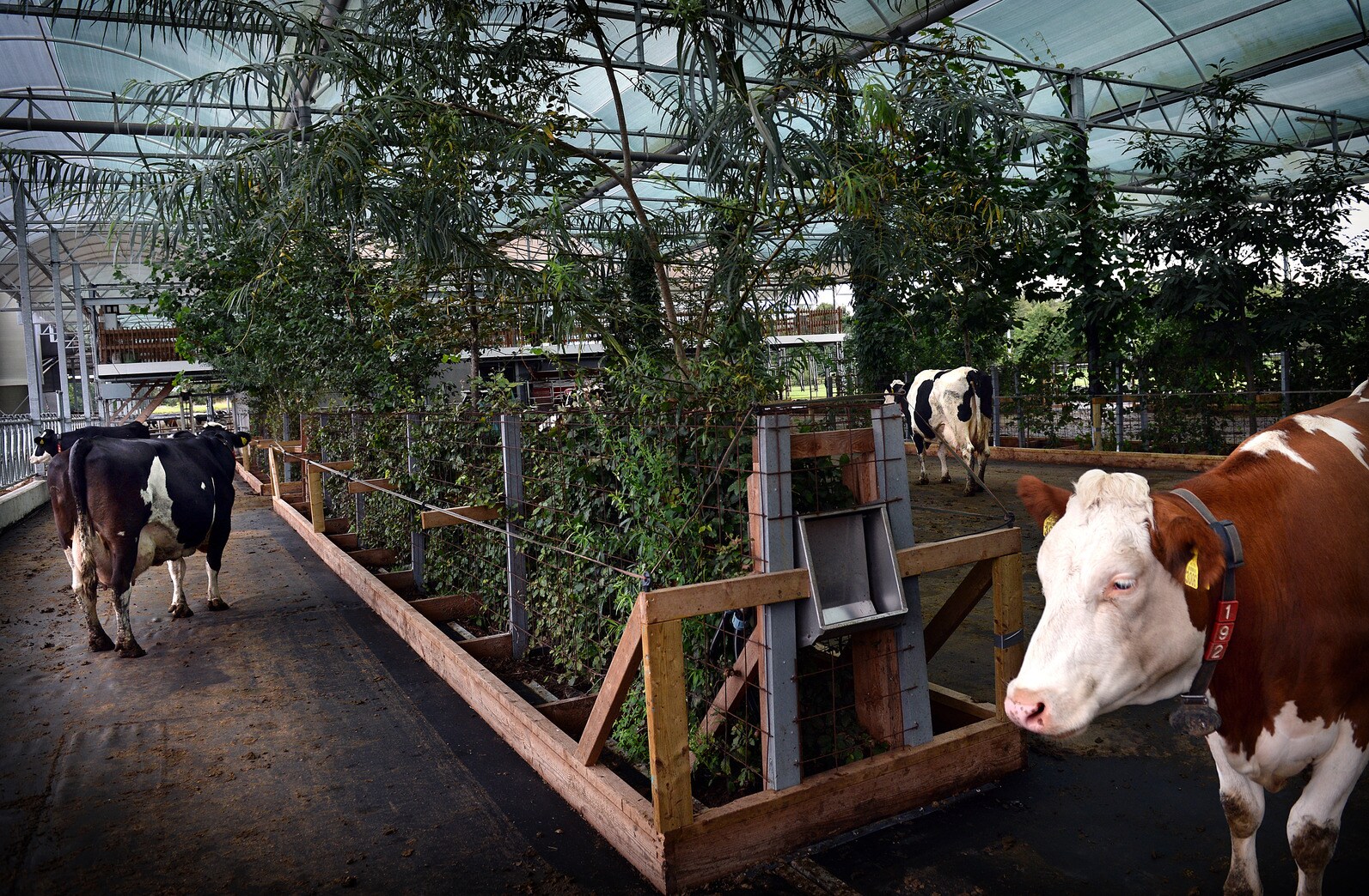 Wat moet je ermee, als goedwillende boer, met koeien die klaarstaan om te verhuizen naar hun ...