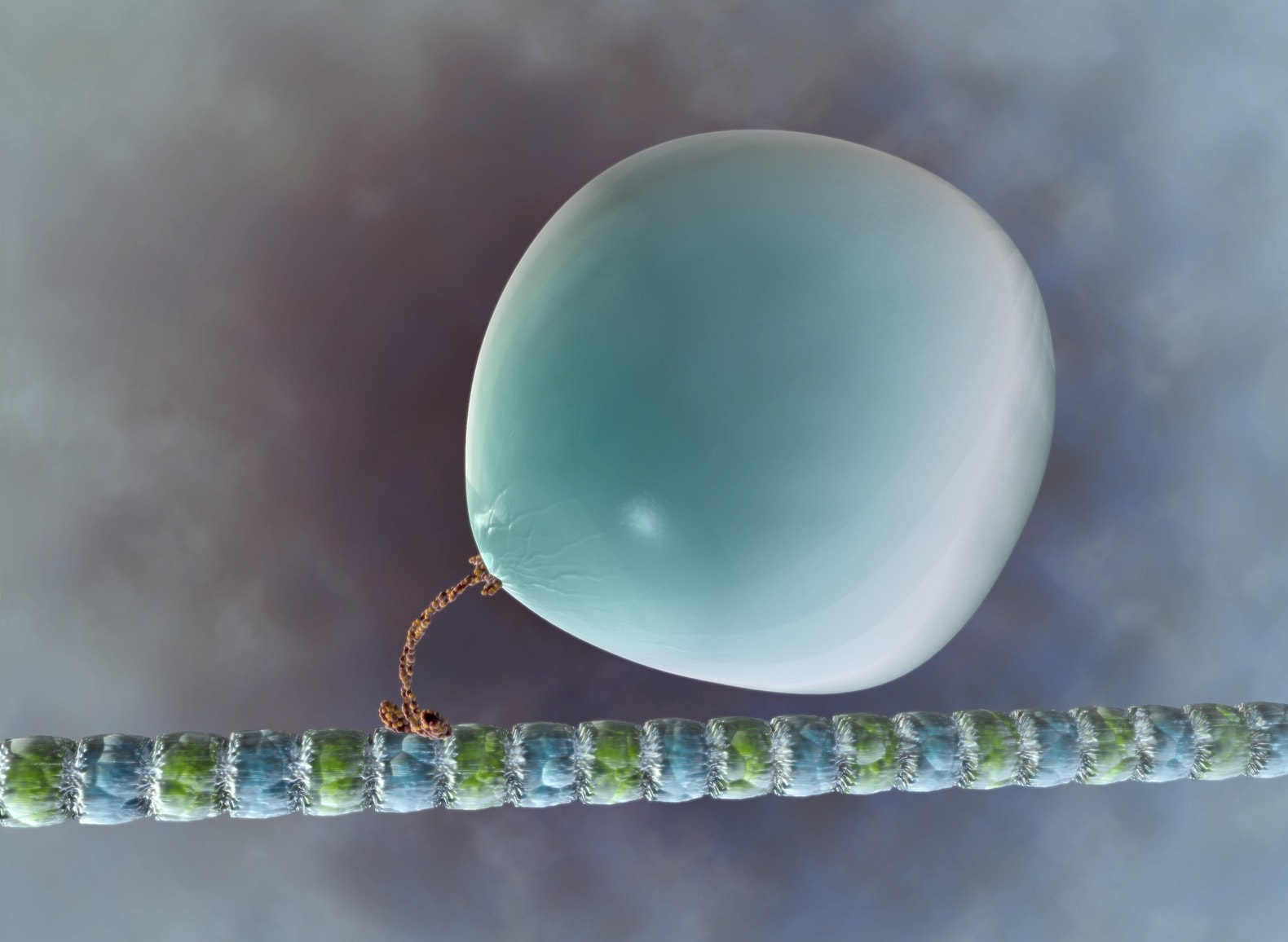 Wetenschappers laten minuscule eiwitten wandelen | de Volkskrant