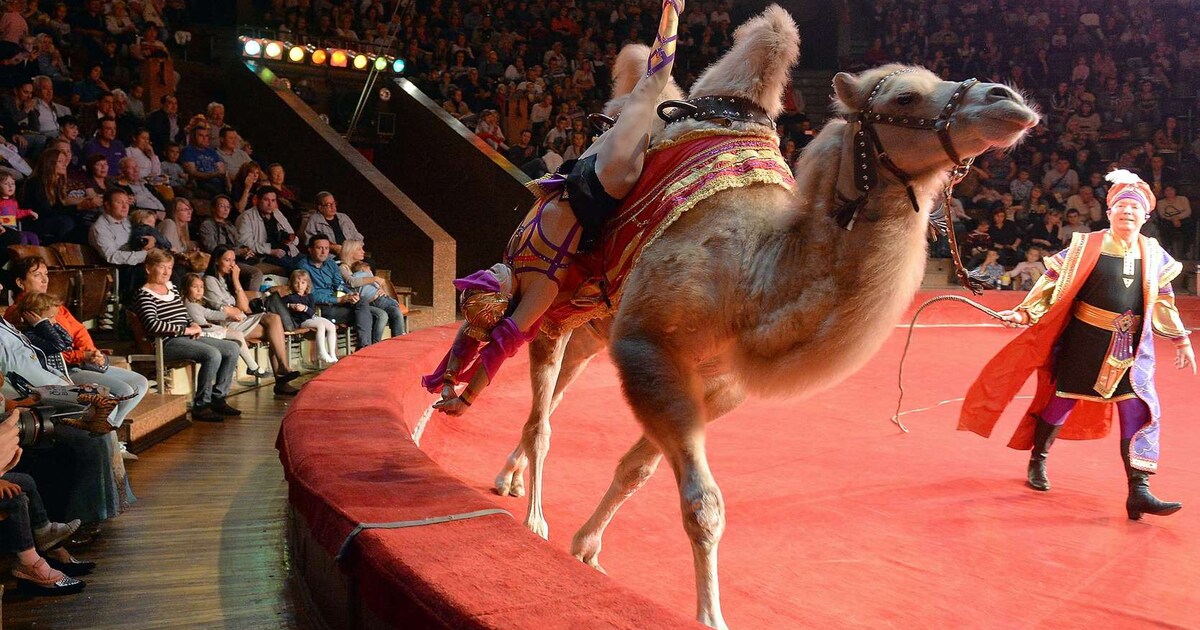 Circus voelt als een gepimpte buurtvoorstelling | de Volkskrant