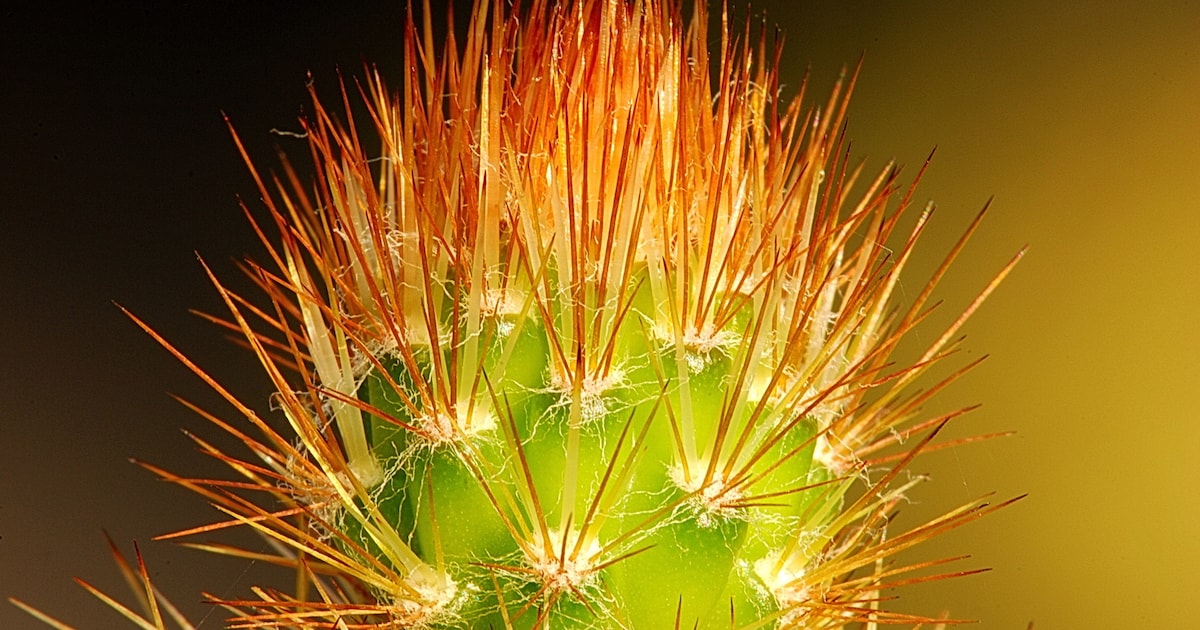Cactus legt het loodje door illegale handel | de Volkskrant