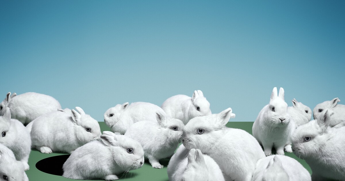 Wat er misgaat bij proefdieren | de Volkskrant