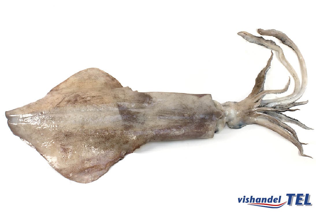 Wat er nu in de Noordzee zwemt | de Volkskrant