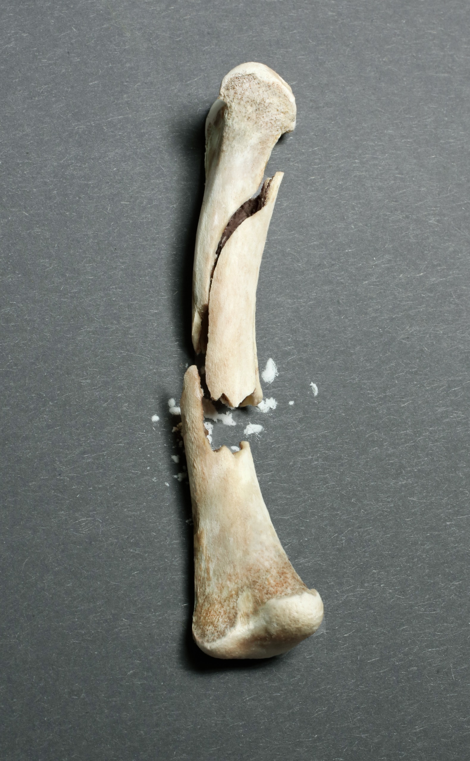 200 beenderen fit houden | de Volkskrant