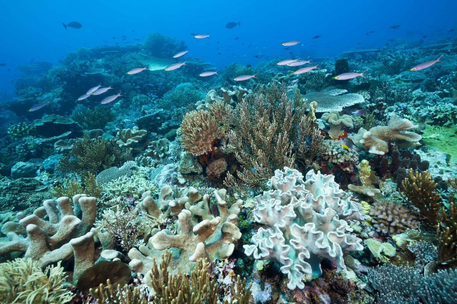 Zullen er over vijftig jaar nog koraalriffen zijn? | de Volkskrant