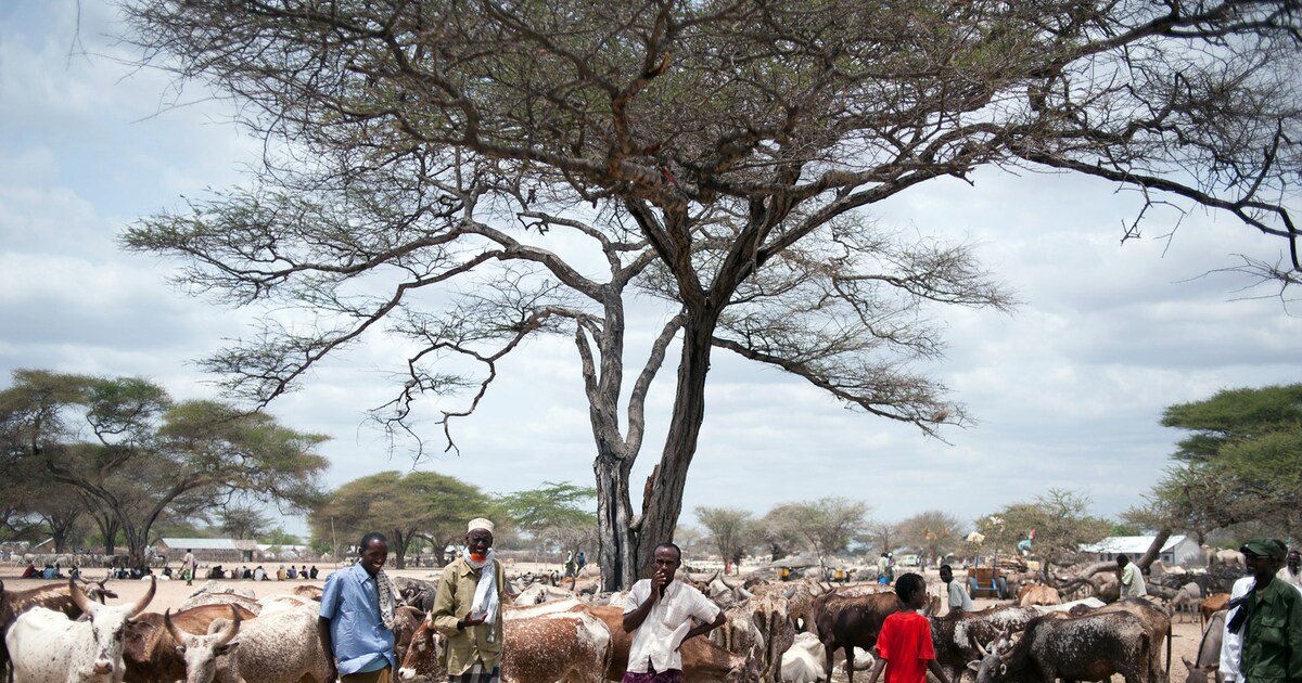 Somali victims of US drone strike take legal action against The ...