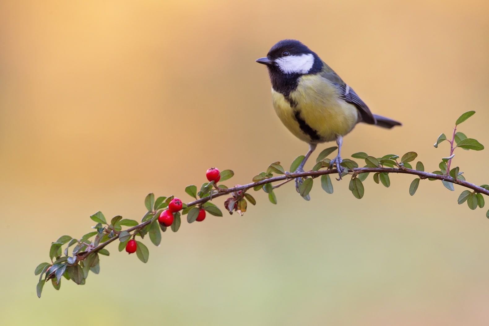 Analyse genen bewijst dat koolmees zich goed kan aanpassen | de Volkskrant