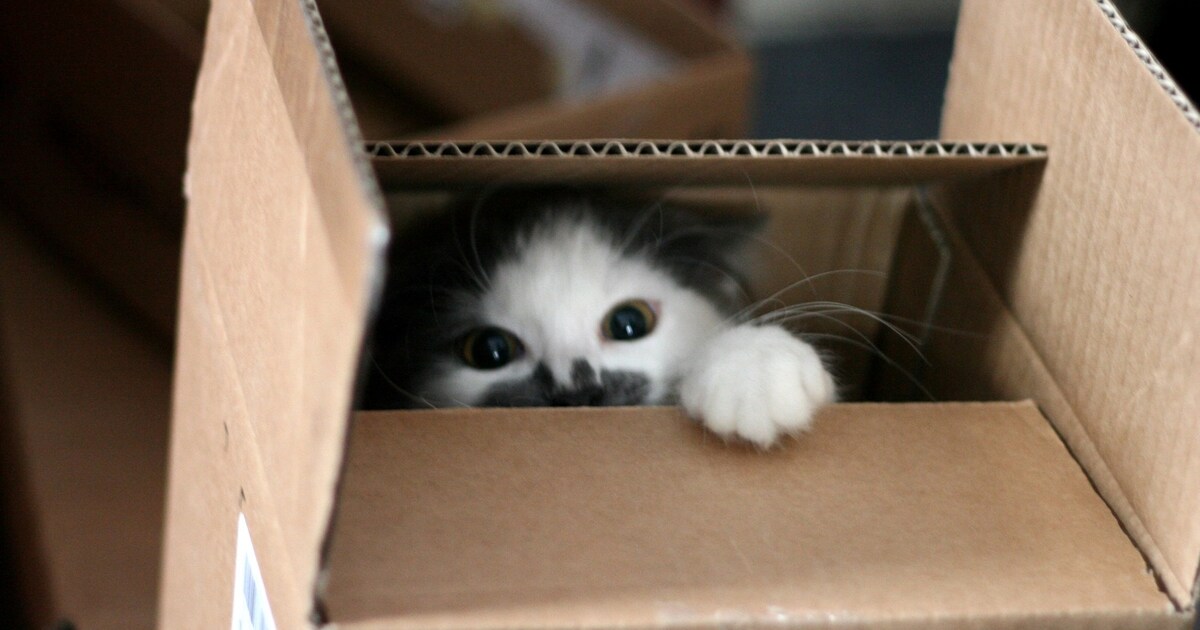 Schrödingers kat, dát is pas een filosofisch vraagstuk | de Volkskrant