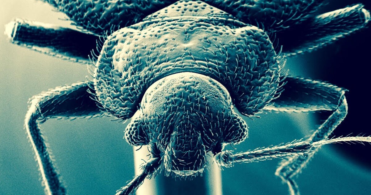 Pantser redt bedwants, de eland rukt op en één-atoommotor | de Volkskrant