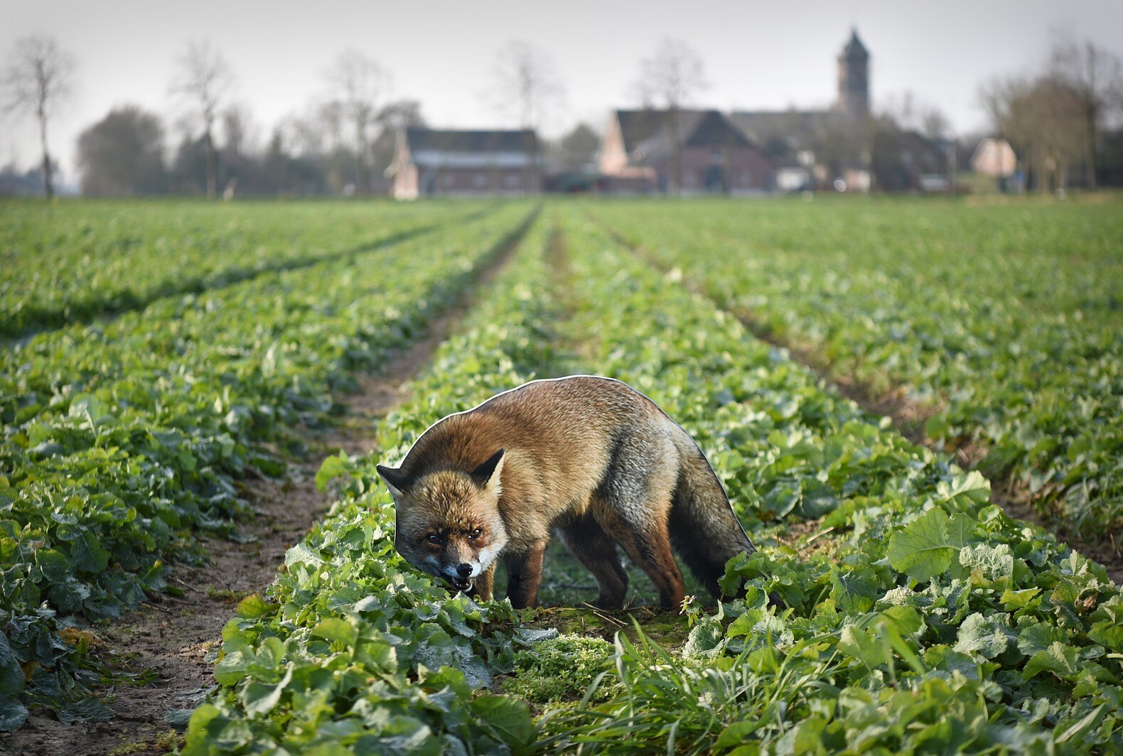De nutteloze jacht op vossen | de Volkskrant