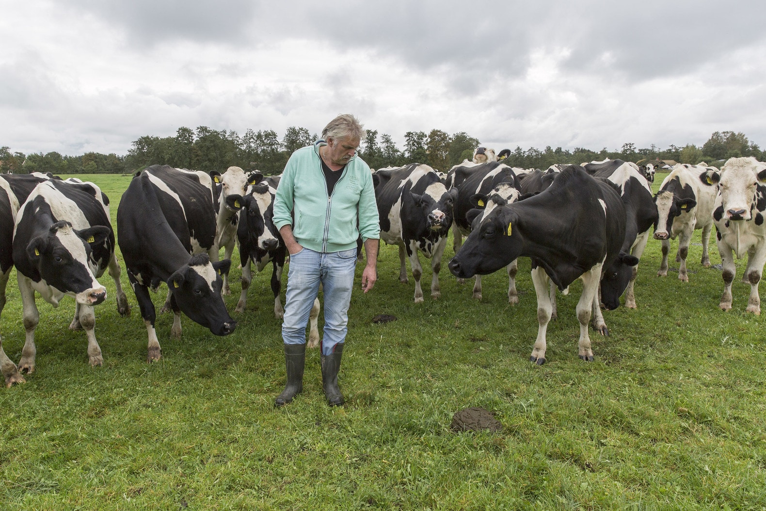 De veranderende wereld van de Nederlandse koe | de Volkskrant