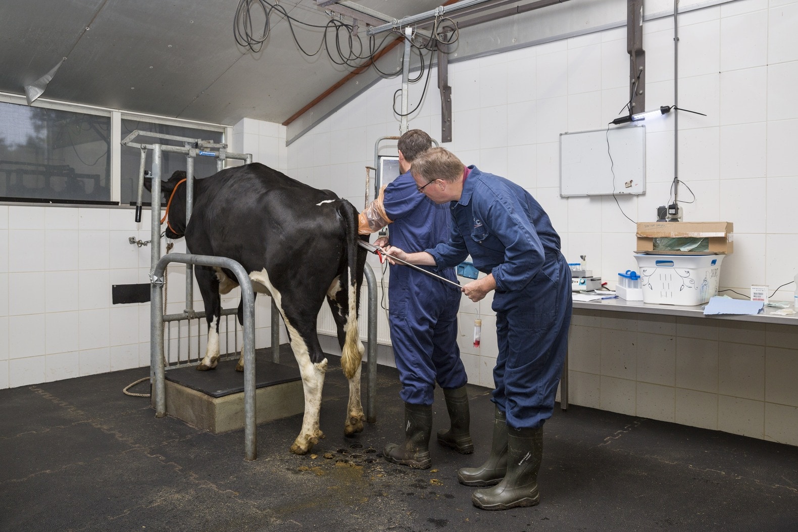 De veranderende wereld van de Nederlandse koe | de Volkskrant