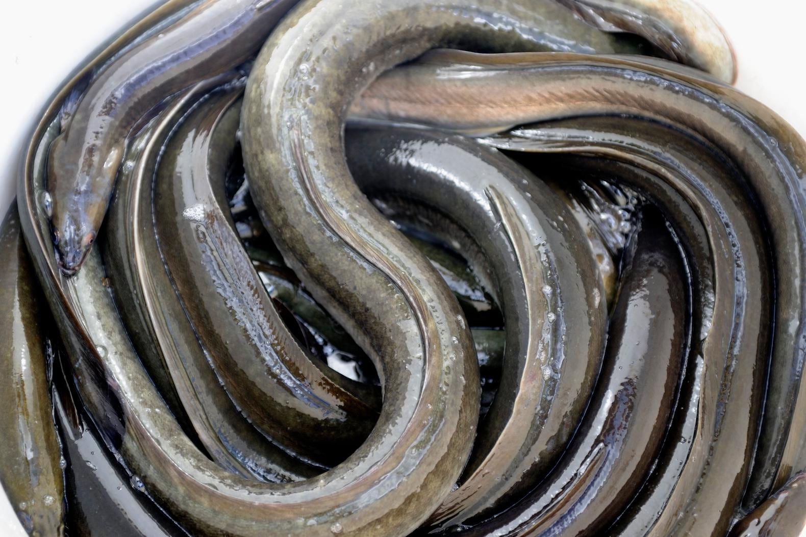 Mysterieuze migratie paling voor het eerst in kaart gebracht | de ...