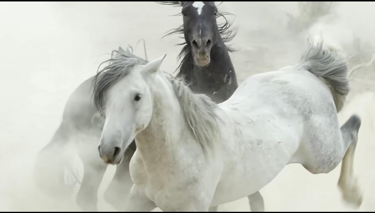 Wat maakt de natuurporno van Planet Earth II zo onweerstaanbaar | de ...