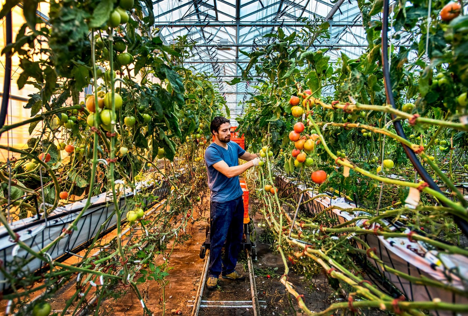 'Gekke boeren' richten zich op bewuste consument | de Volkskrant