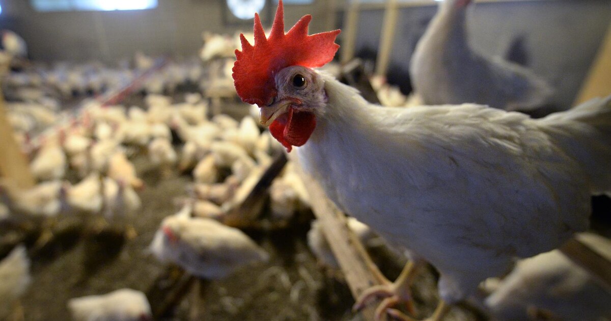 Eiersector wil af van gewoonte dat haantjes meteen na hun geboorte ...