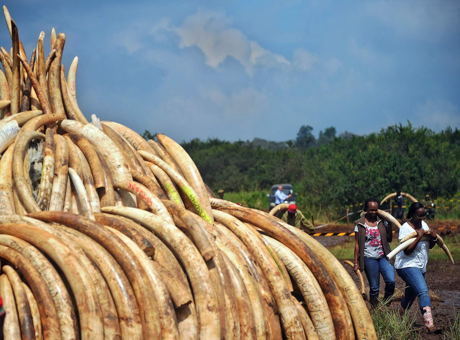 Olifantenstropers doden rangers in Congo | de Volkskrant