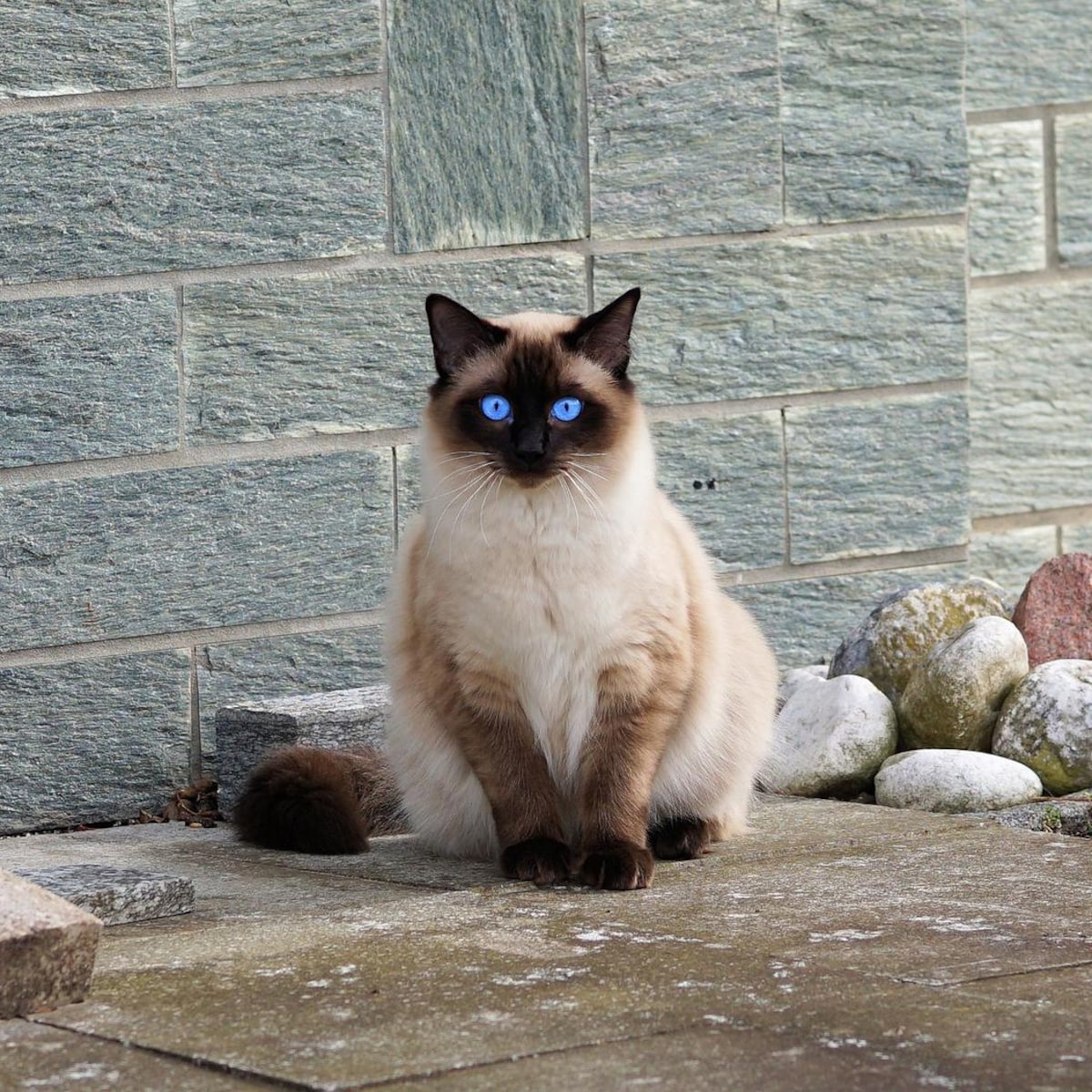 Hypoallergene Sibirske Katter