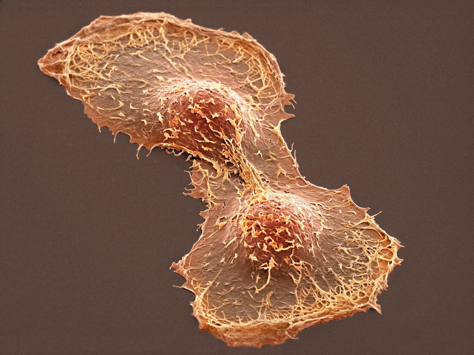 Voor dit onderzoek zijn de verkeerde cellen gebruikt | de Volkskrant