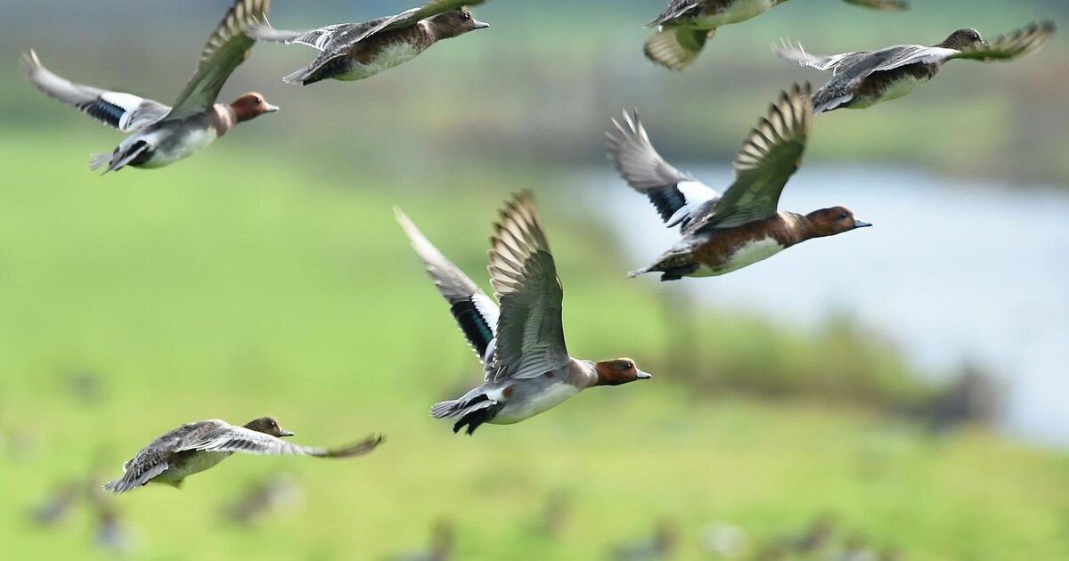 'Ze eten de gewassen op en schijten de boel onder' | de Volkskrant
