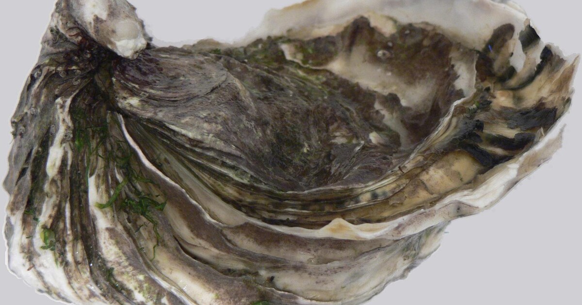 Japanse oester blijkt vriend én vijand van Nederlandse mossel in ...