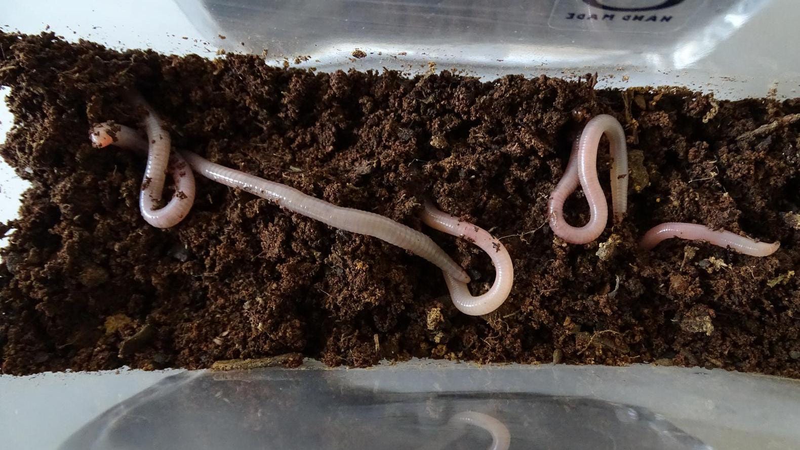 Regenwormen kunnen Mars geschikt maken voor tuinbouw, blijkt uit ...