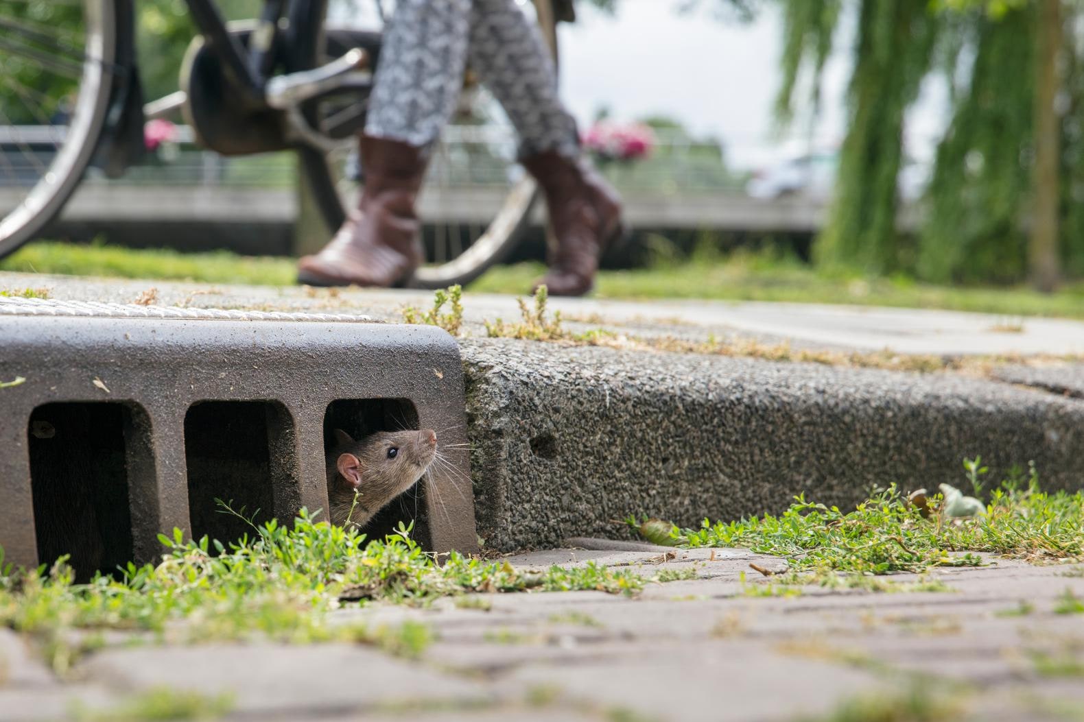 De rat rukt op en hij is niet van plan snel te verdwijnen. 'Die ...