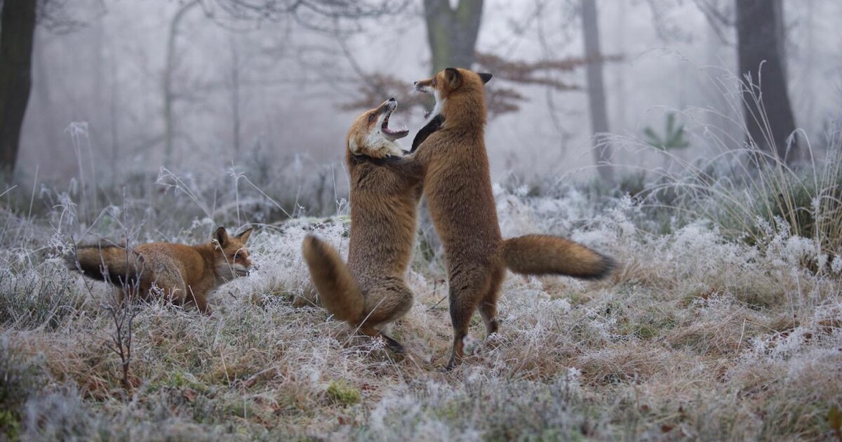 Wild is natuurfilm van oude stempel, maar wel met prachtige beelden ...