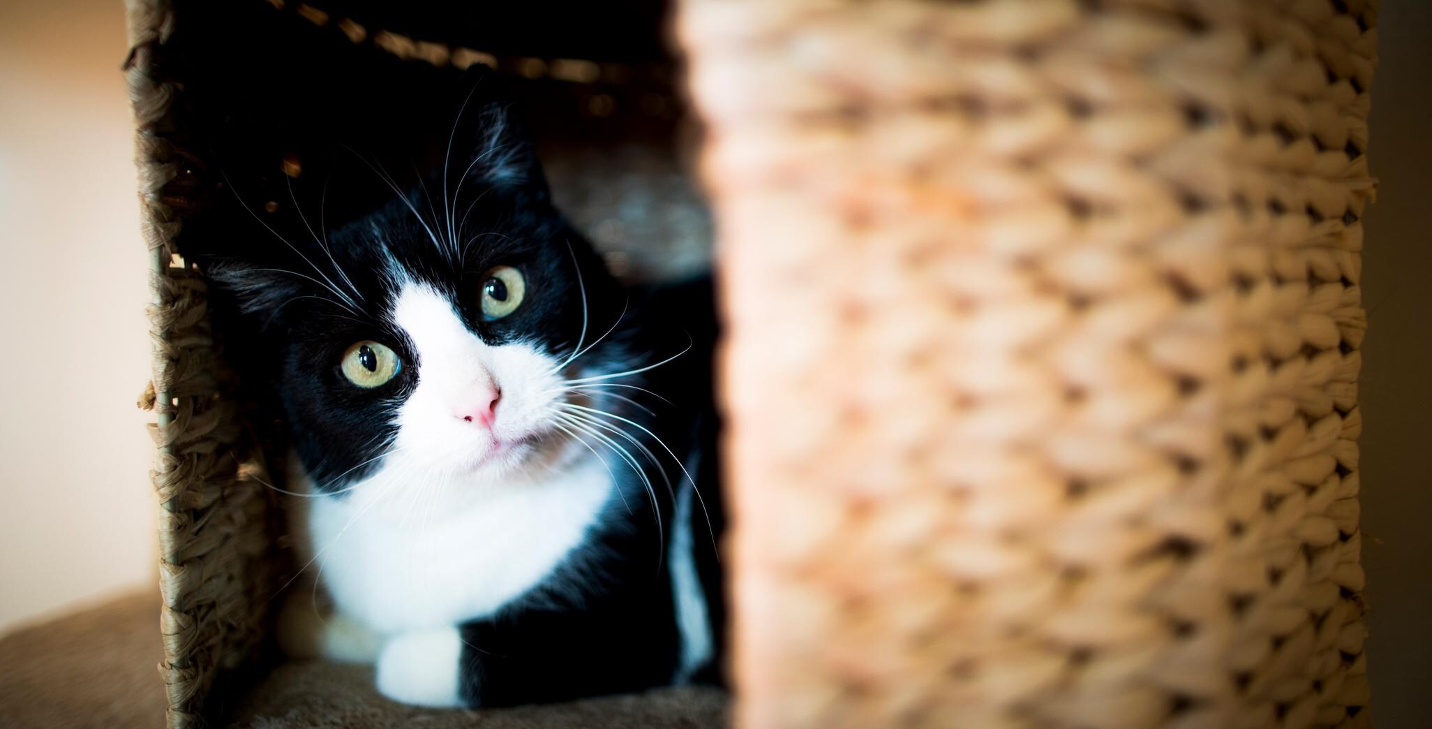 Nut chipplicht heeft zich bij honden allang bewezen, dus waarom zouden ...